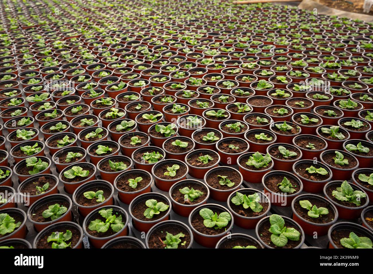 Rows of mint pots in greenhouse Stock Photo - Alamy