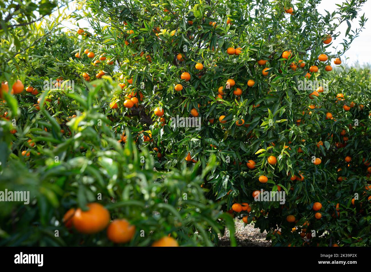 Mandarins on trees at fruit plantation Stock Photo - Alamy