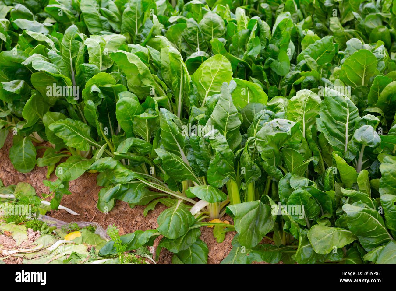 Rows of ripe chard in a greenhouse Stock Photo - Alamy