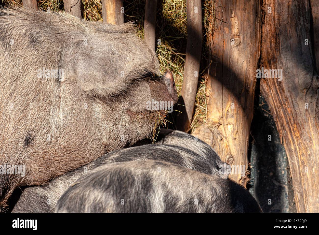 Sow with piglets . Pig farm animals Stock Photo - Alamy