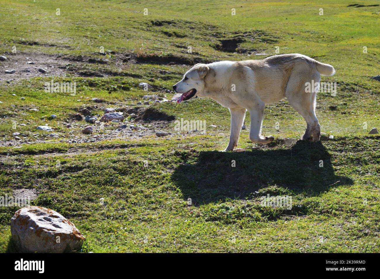 Alabai shepherd dog runs in the pasture at the foot of Tian-Shan ...
