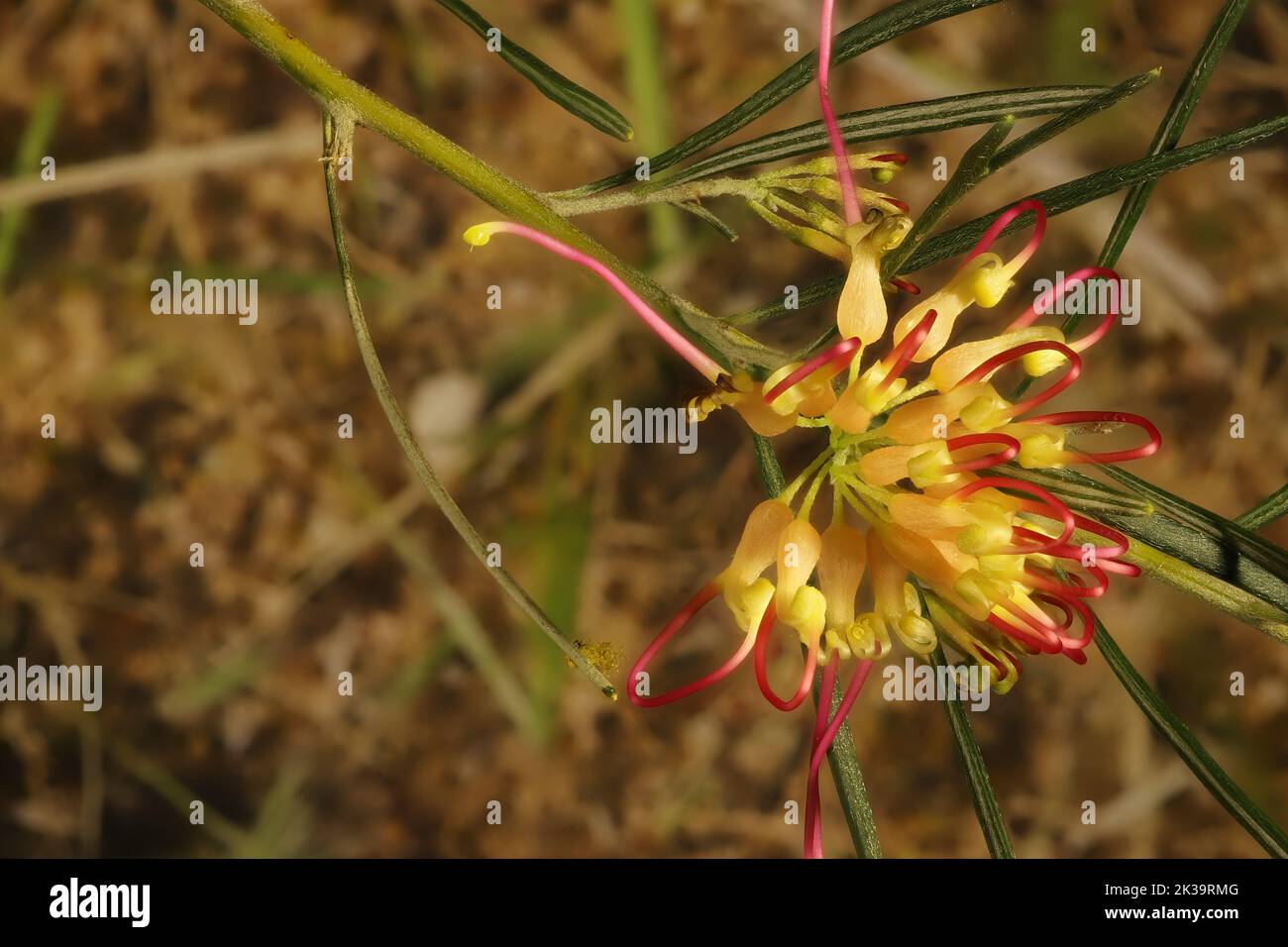 Isolated Grevillea Flora Mason inflorescence and foliage Stock Photo ...