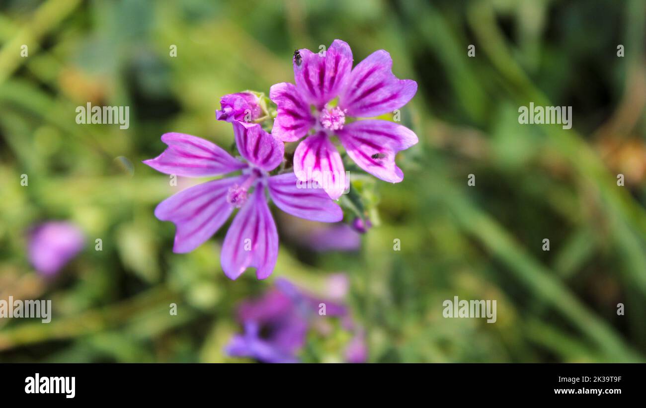 A closeup of a beautiful Purple flower growing in a garden Stock Photo ...