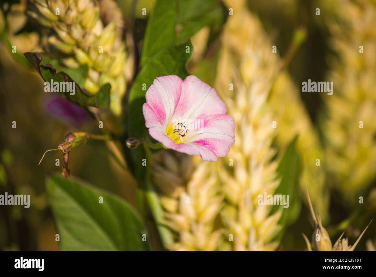 A closeup of a beautiful Field bindweed growing in a garden Stock Photo ...