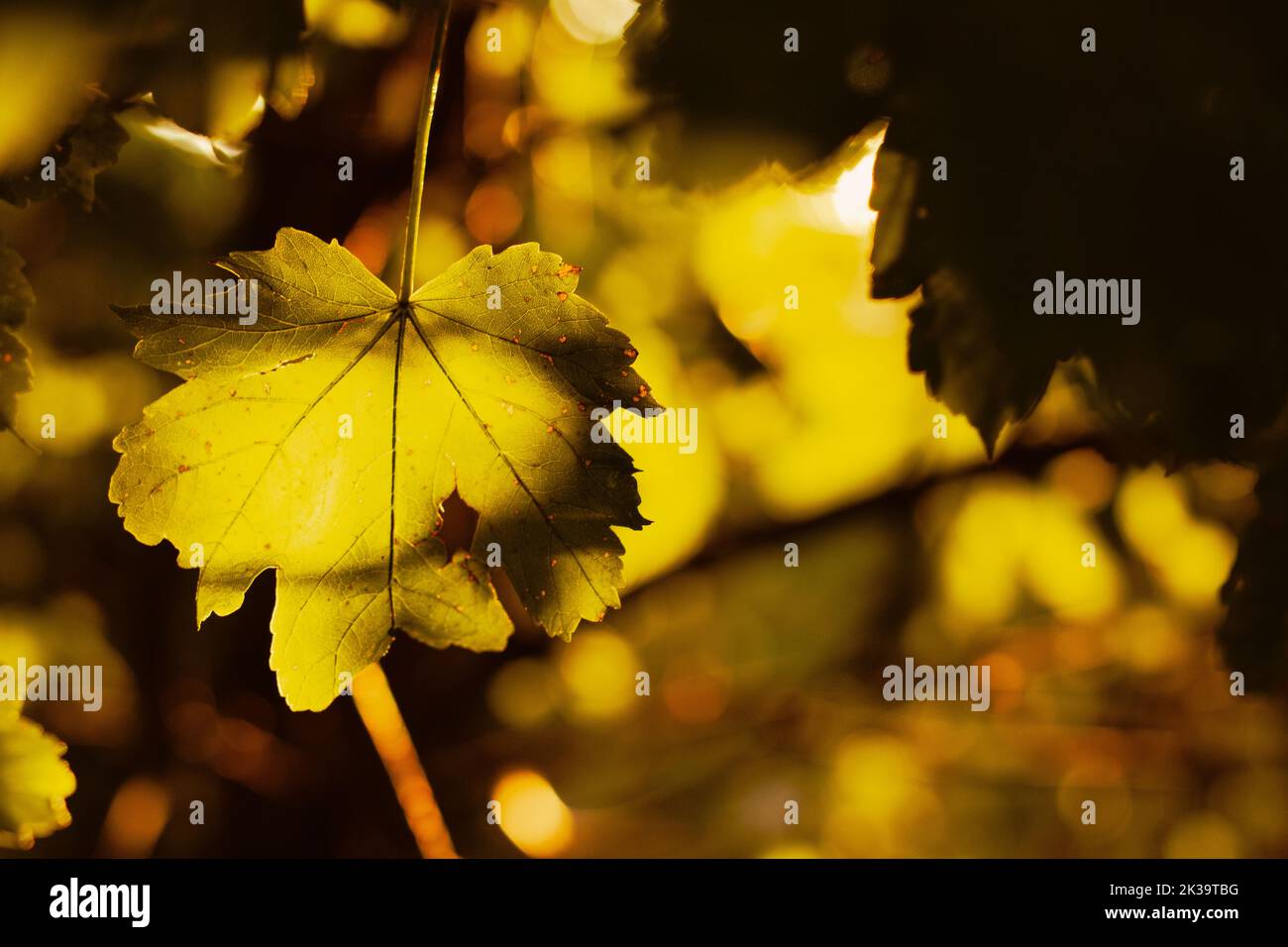 translucent autumn leaves with the sunset sun in the background Stock ...