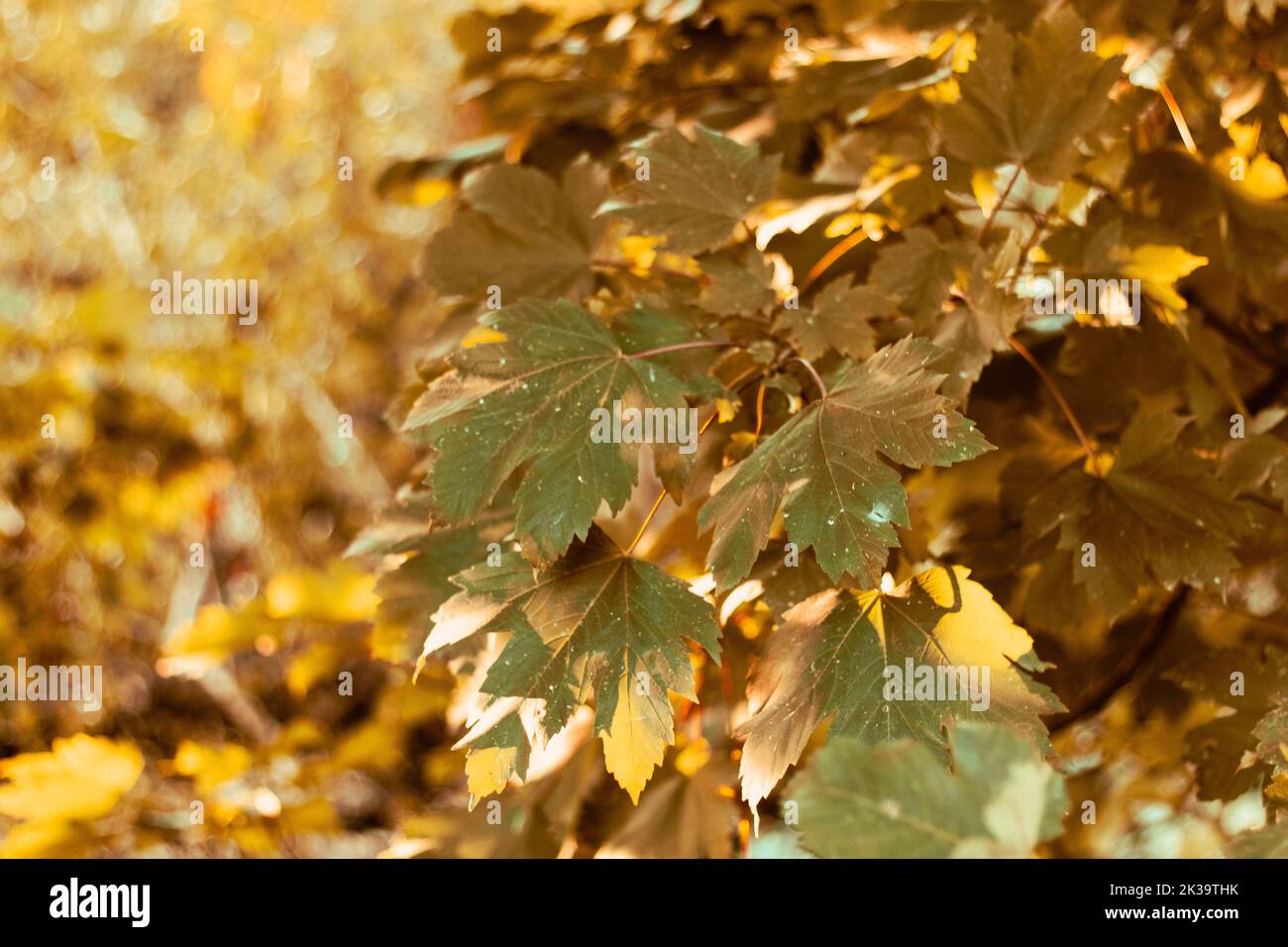 translucent autumn leaves with the sunset sun in the background Stock ...