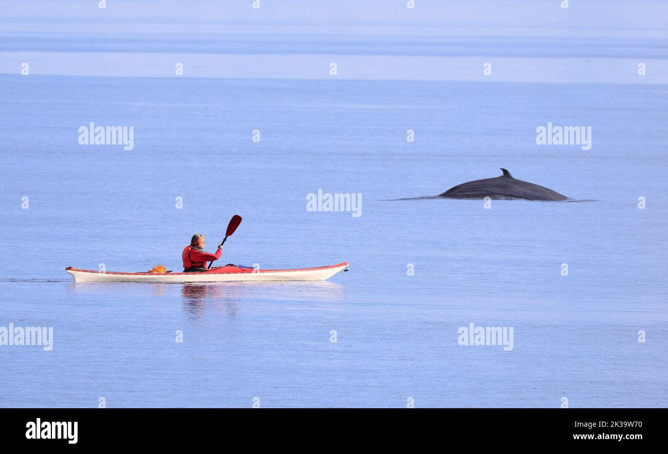 Tourist in Kayak observing whale in Tadoussac area, Saint Lawrence ...