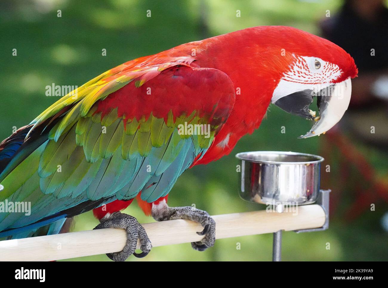 St. Louis, United States. 25th Sep, 2022. A colorful parrot from an ...