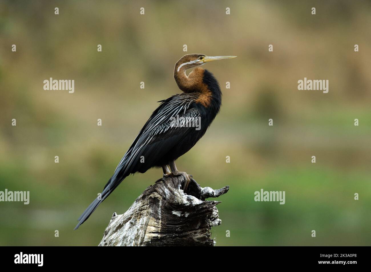 African darter bird hi-res stock photography and images - Alamy