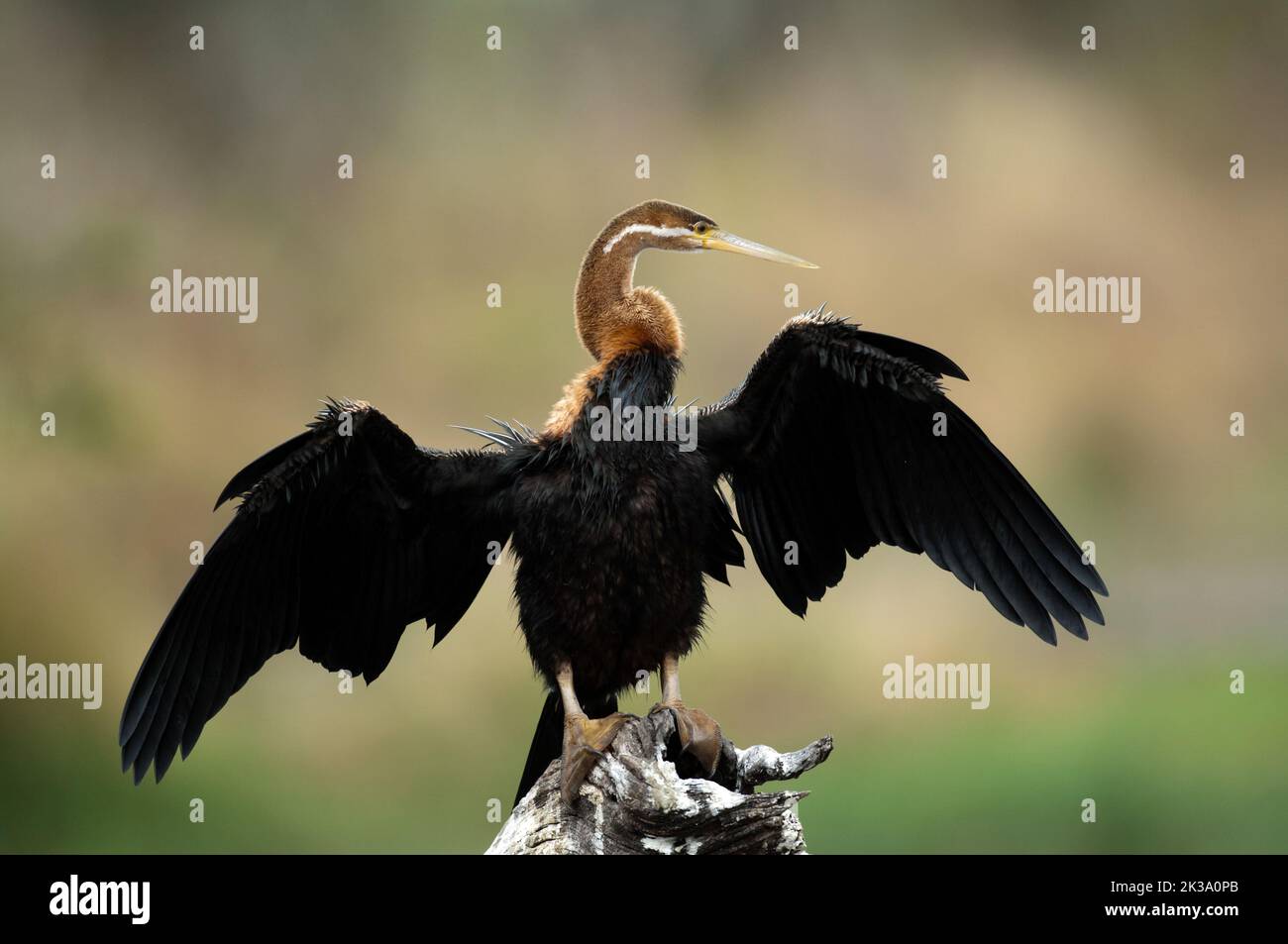 African darter bird in Kruger National Park, South Africa Stock Photo ...