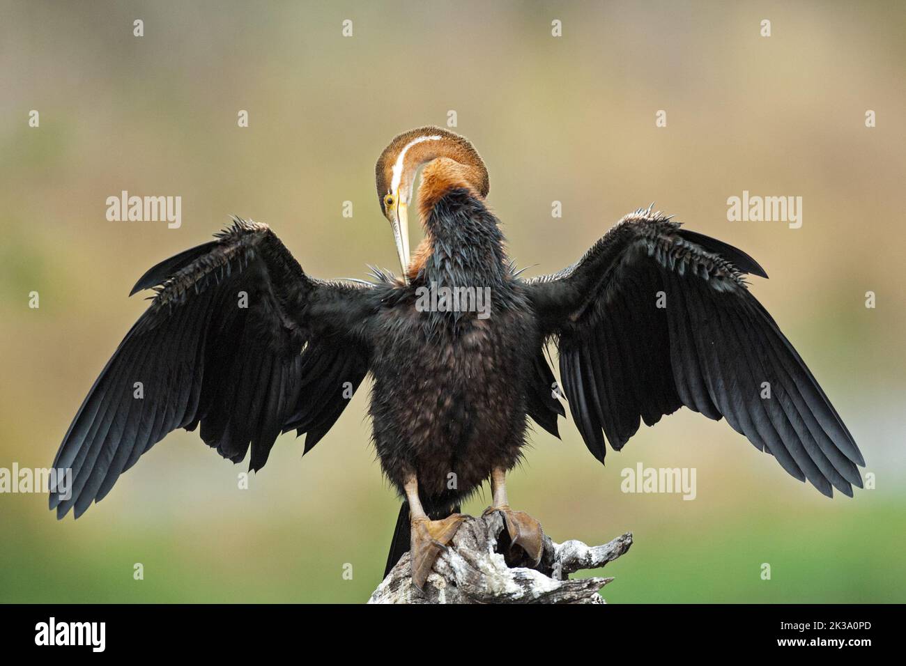 African darter bird hi-res stock photography and images - Alamy