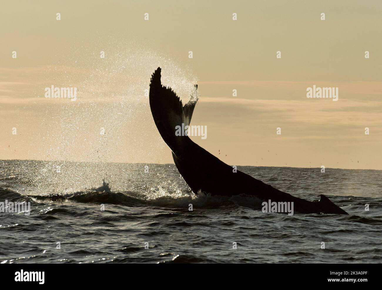 Whale australian coast hi-res stock photography and images - Alamy