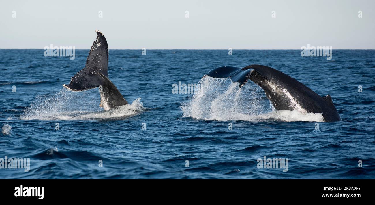 hump backed whales off the north Queensland coast, Australia Stock ...