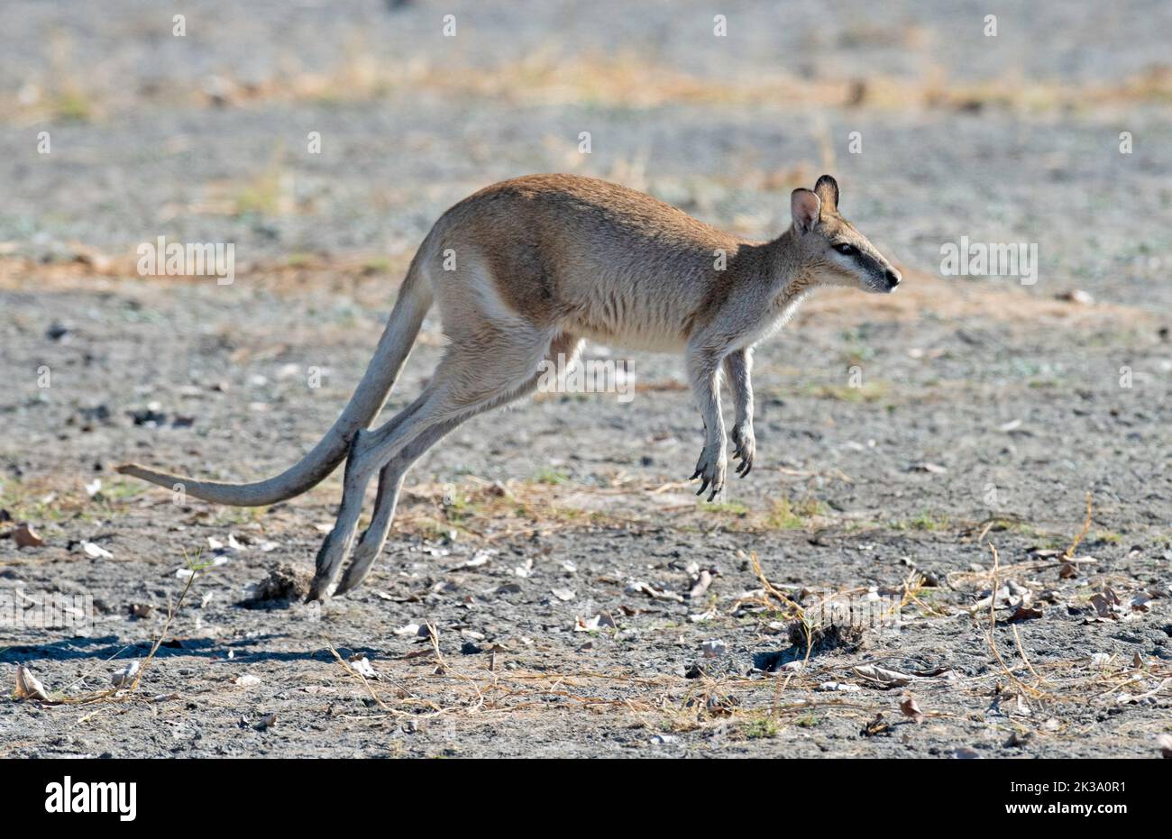 Wallaby hopping along in outback Queensland, Australia Stock Photo - Alamy