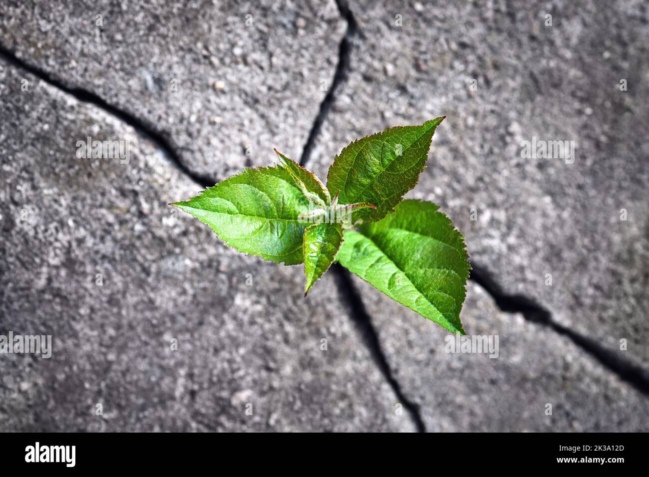 Small tree sprouted from the rock, new life, hope, resilience, green ...
