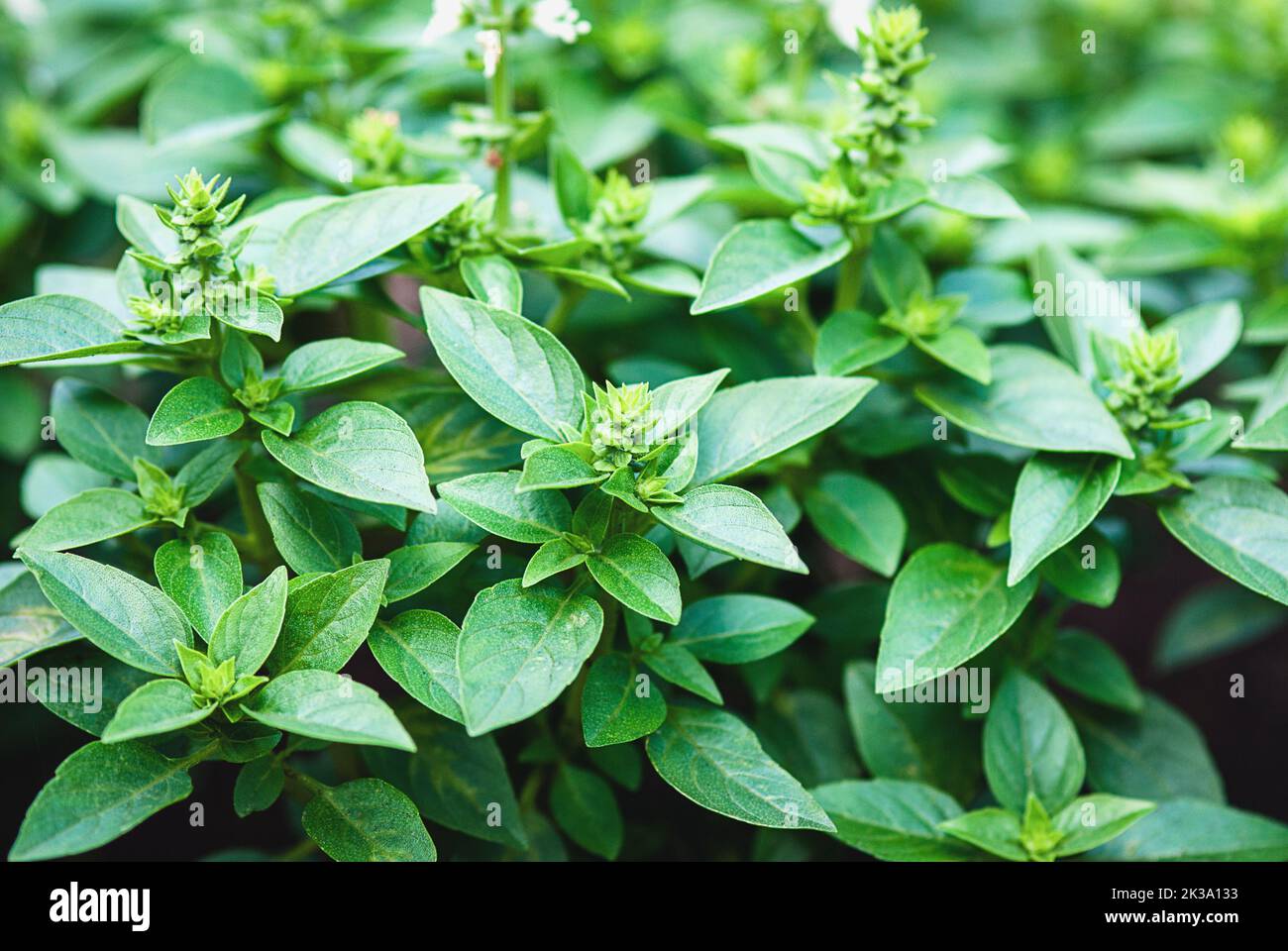 Growing greek basil hi-res stock photography and images - Alamy