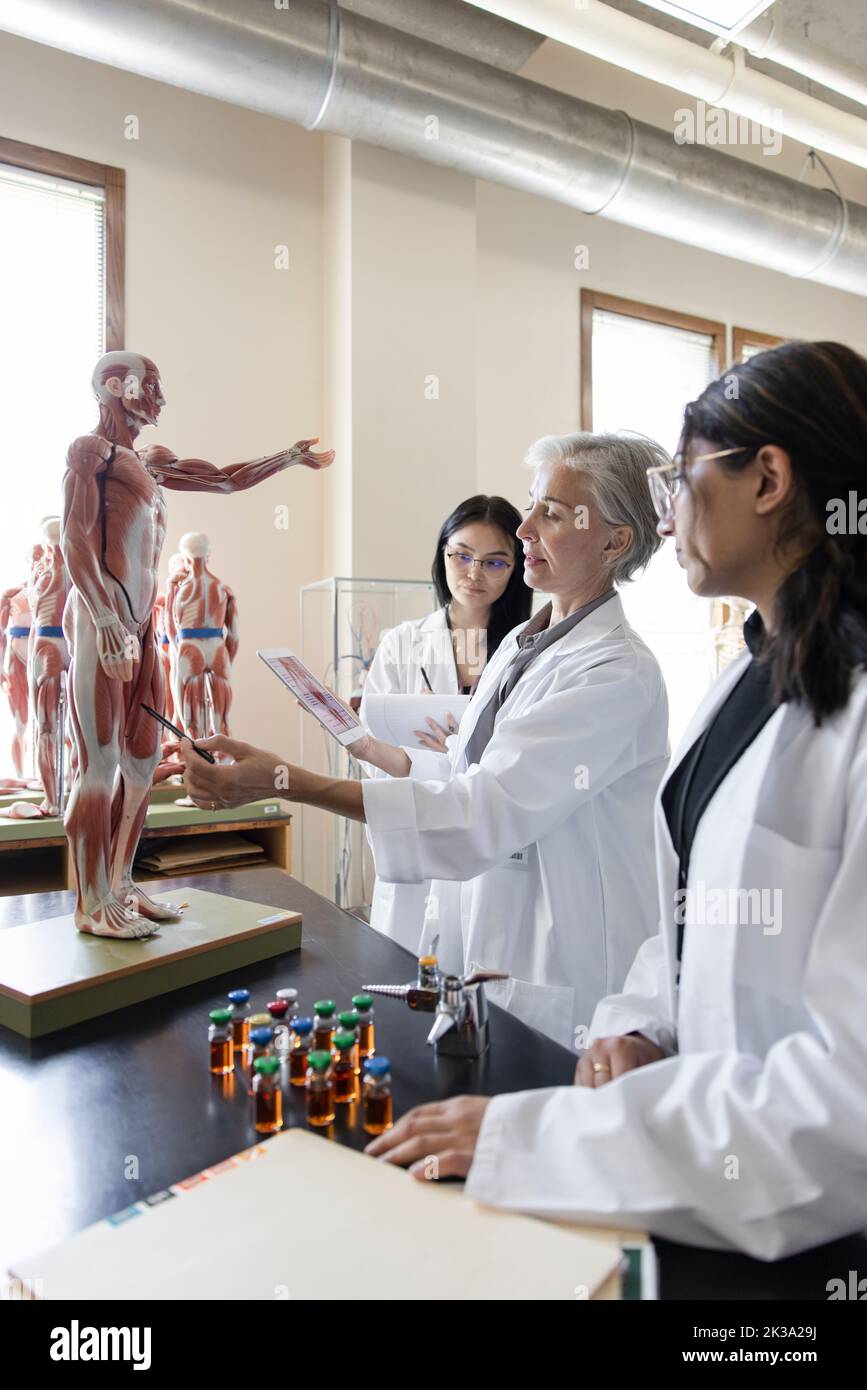 Teacher anatomical model hi-res stock photography and images - Alamy