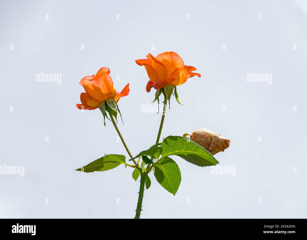 Beautiful and bright roses under the sky Stock Photo - Alamy