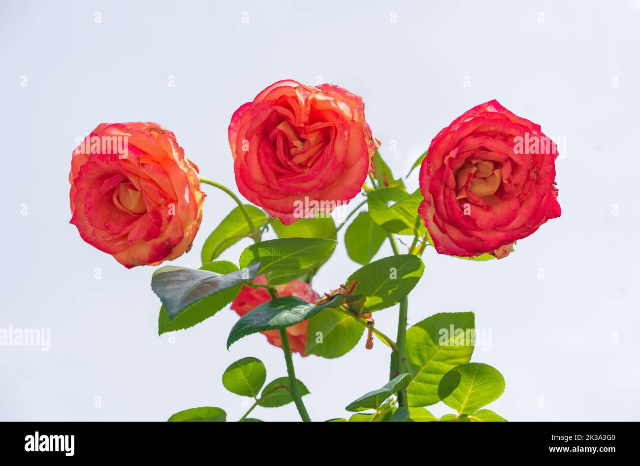 Beautiful and bright roses under the sky Stock Photo - Alamy