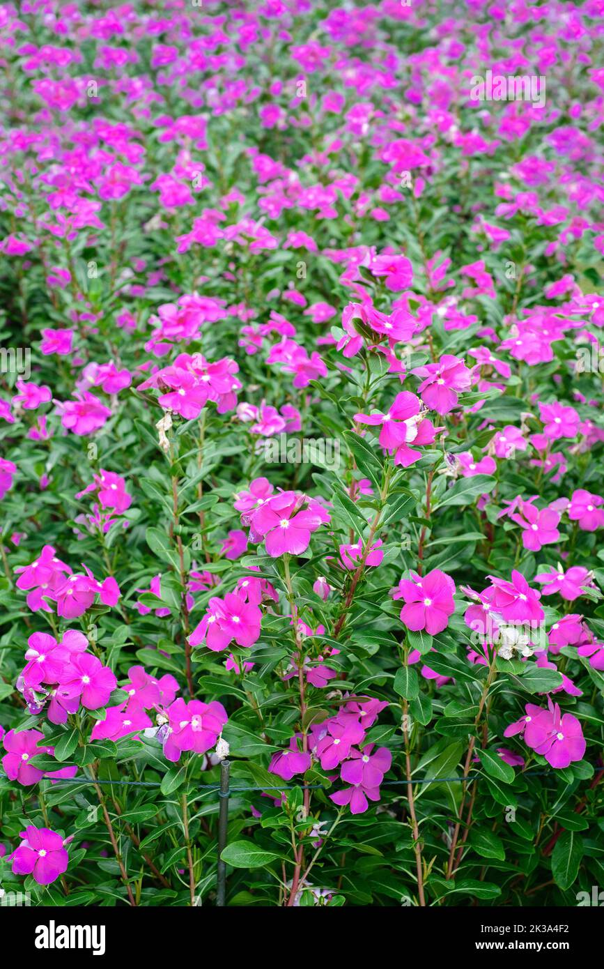 Rosy periwinkle hi-res stock photography and images - Alamy