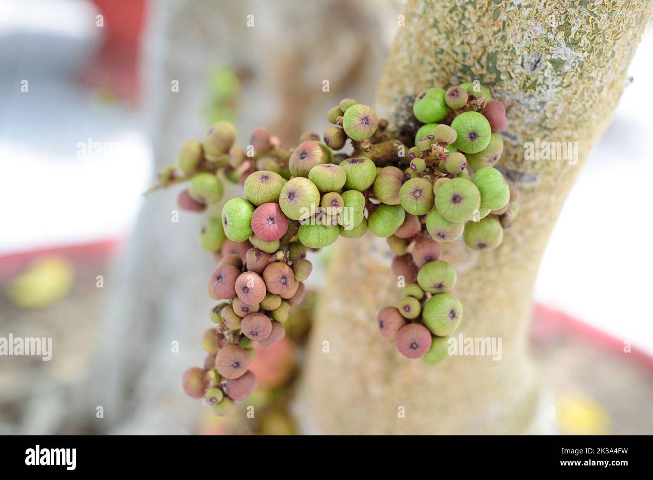 Ficus racemosa or the cluster fig, red river fig Stock Photo - Alamy