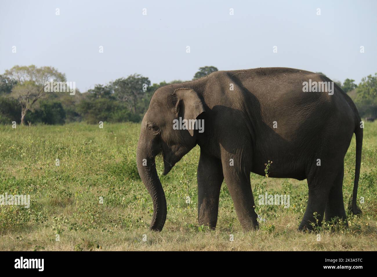 Sri Lankan Elephants in the wild Stock Photo - Alamy