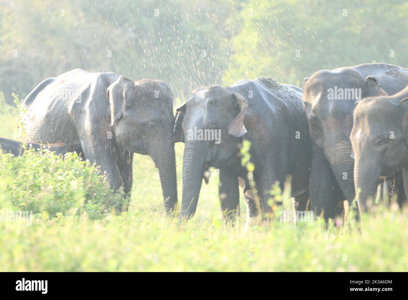 Sri Lankan elephants and tuskers Stock Photo - Alamy