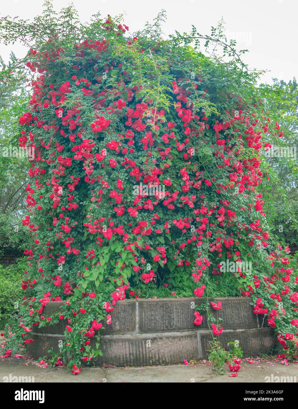 Red Rose Garden of Flower Dance World Scenic Spot in Chengdu, Sichuan ...