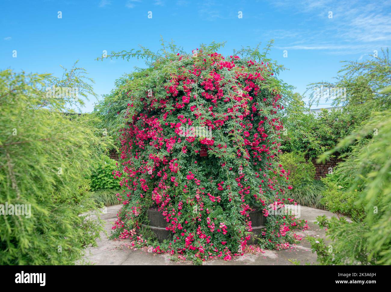 Red Rose Garden of Flower Dance World Scenic Spot in Chengdu, Sichuan ...