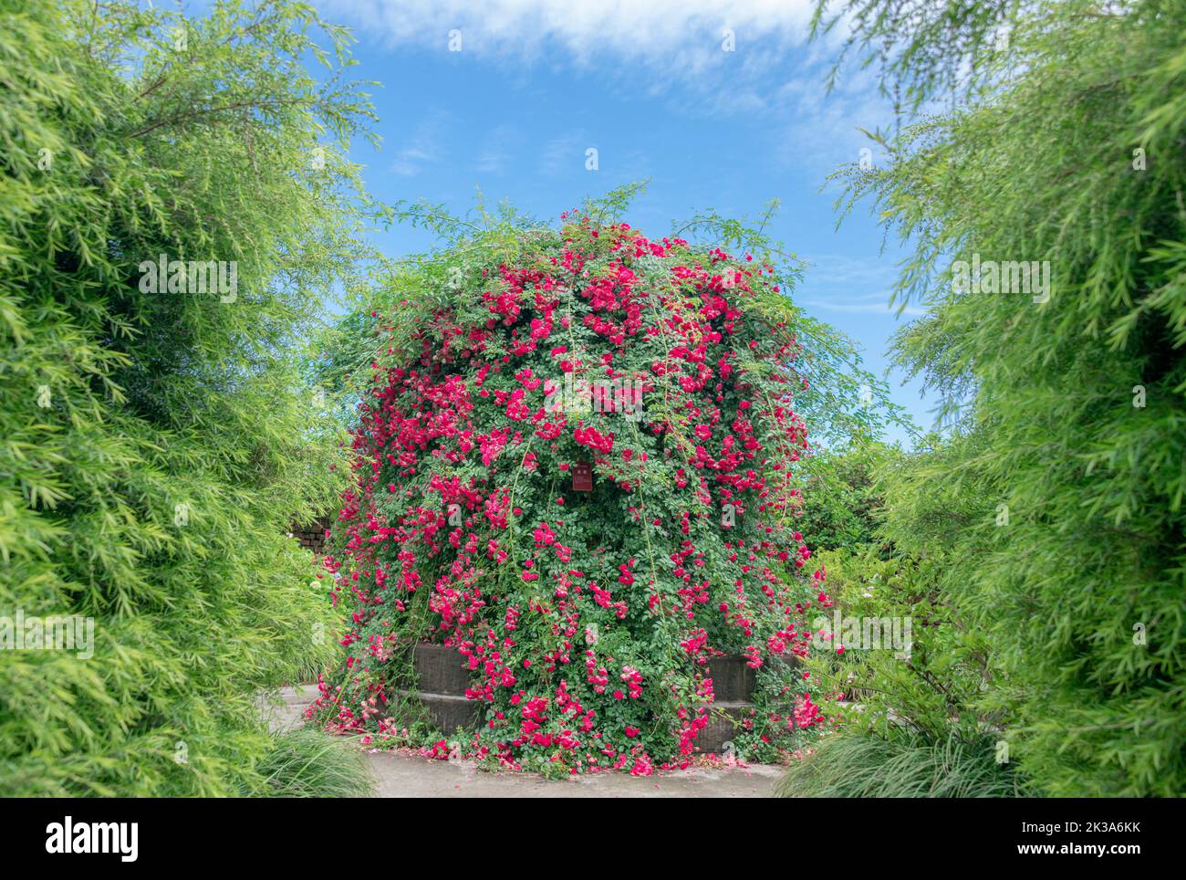 Red Rose Garden of Flower Dance World Scenic Spot in Chengdu, Sichuan ...