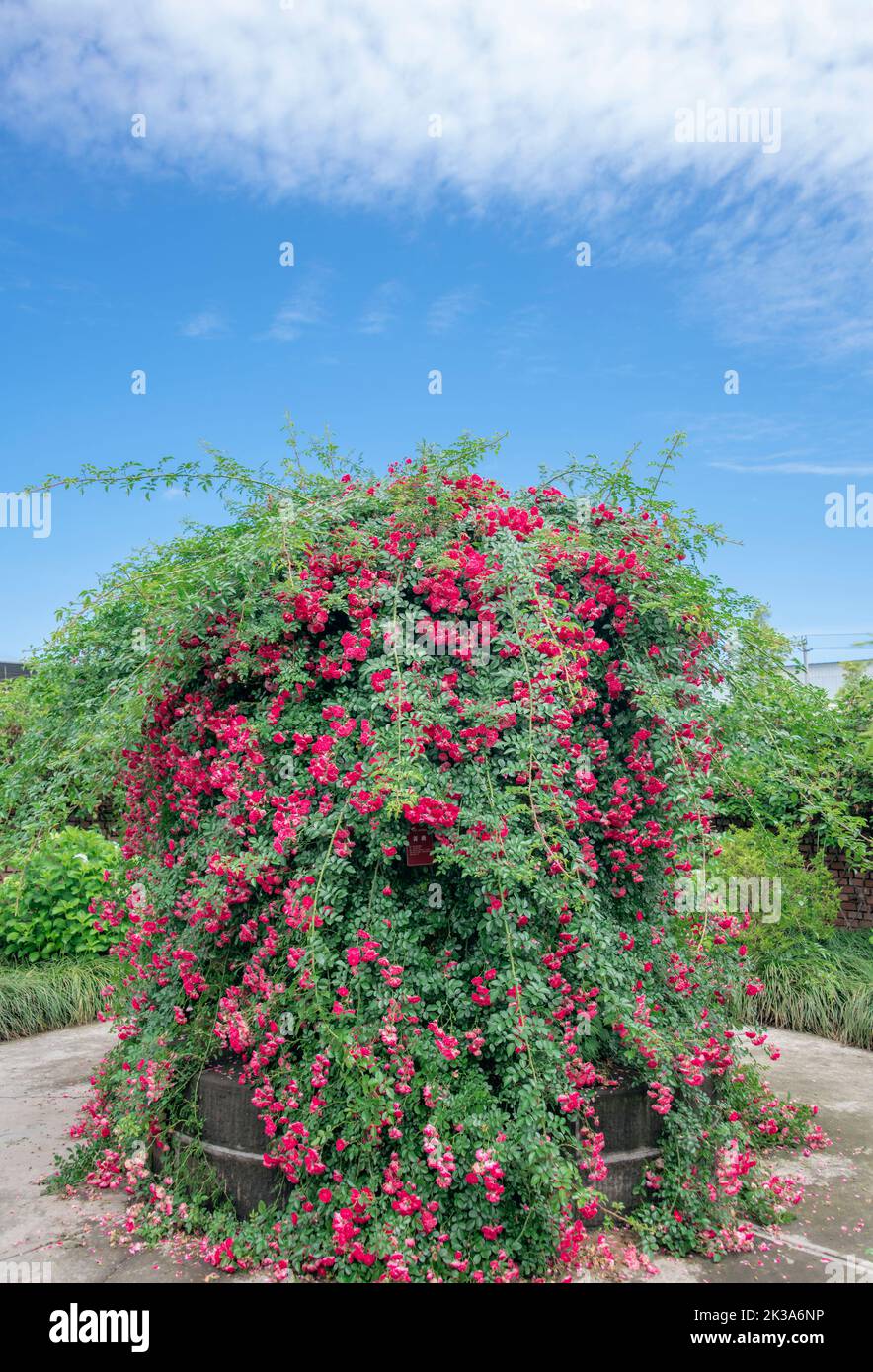 Red Rose Garden of Flower Dance World Scenic Spot in Chengdu, Sichuan ...