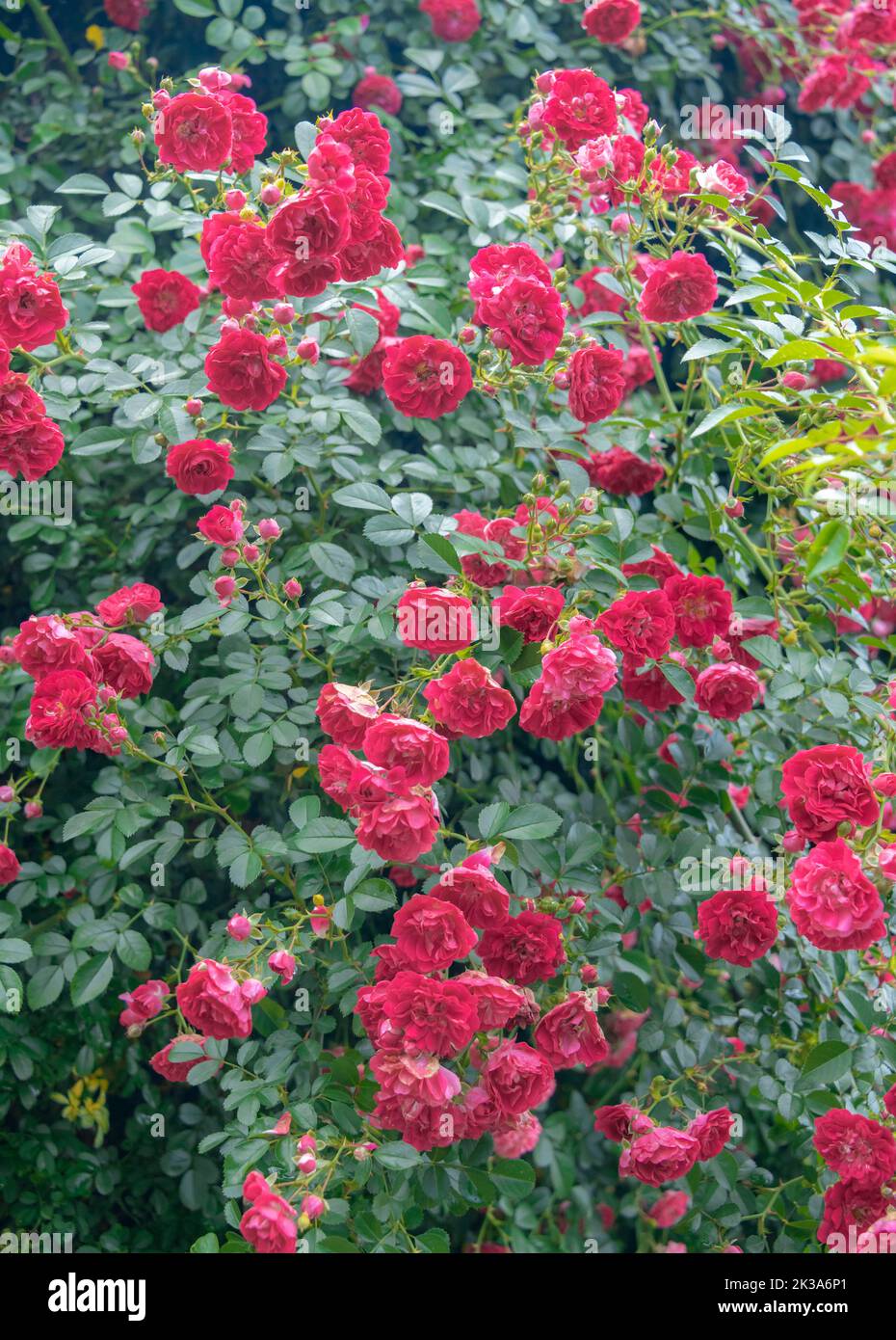 Red Rose Garden of Flower Dance World Scenic Spot in Chengdu, Sichuan ...