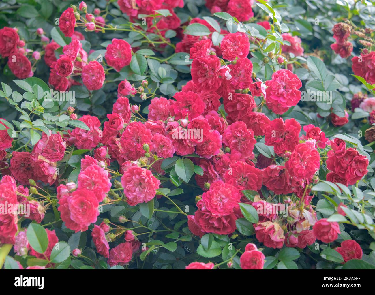 Red Rose Garden of Flower Dance World Scenic Spot in Chengdu, Sichuan ...