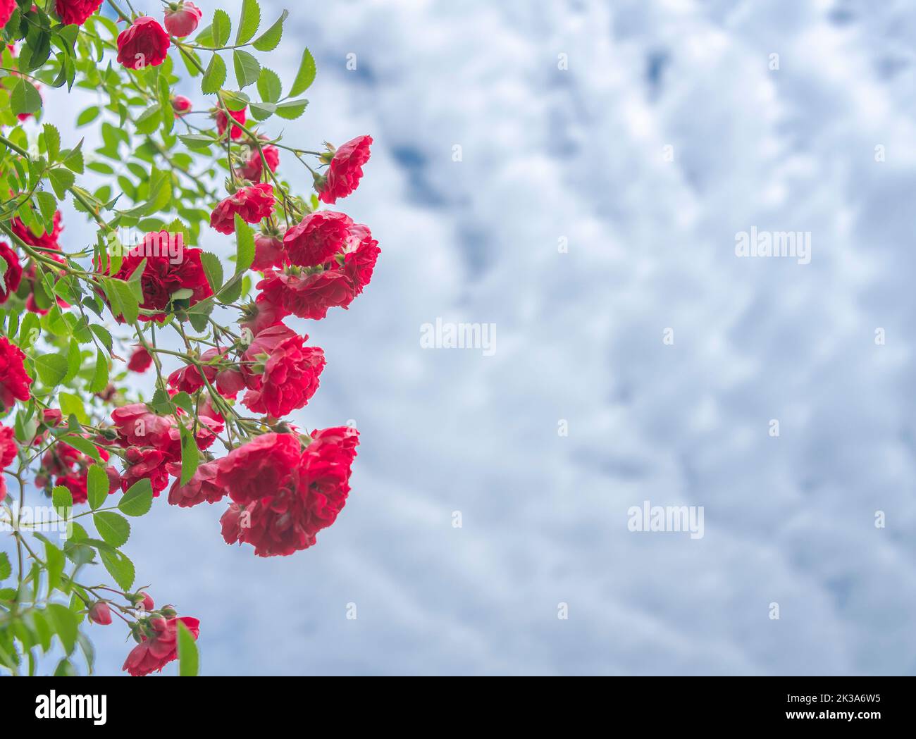 Red Rose Garden of Flower Dance World Scenic Spot in Chengdu, Sichuan ...