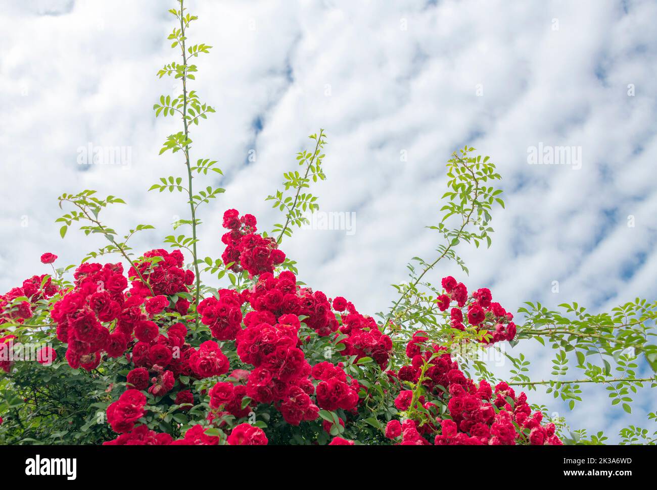 Red Rose Garden of Flower Dance World Scenic Spot in Chengdu, Sichuan ...