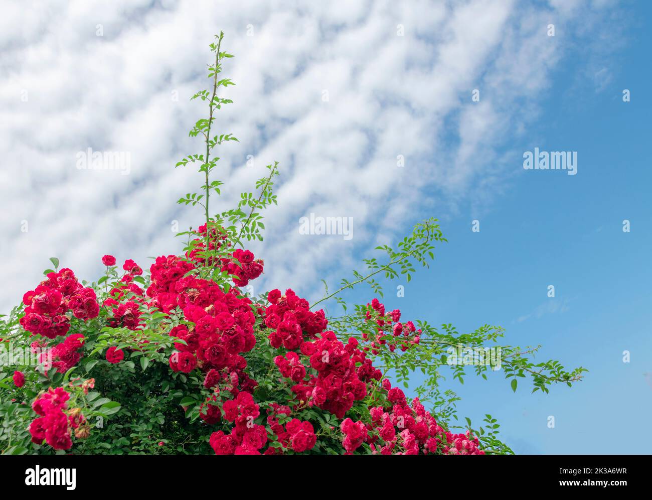 Red Rose Garden of Flower Dance World Scenic Spot in Chengdu, Sichuan ...