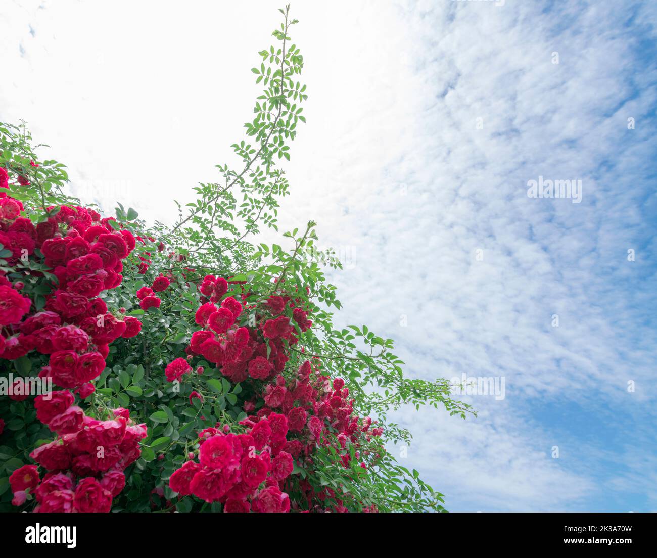 Red Rose Garden of Flower Dance World Scenic Spot in Chengdu, Sichuan ...