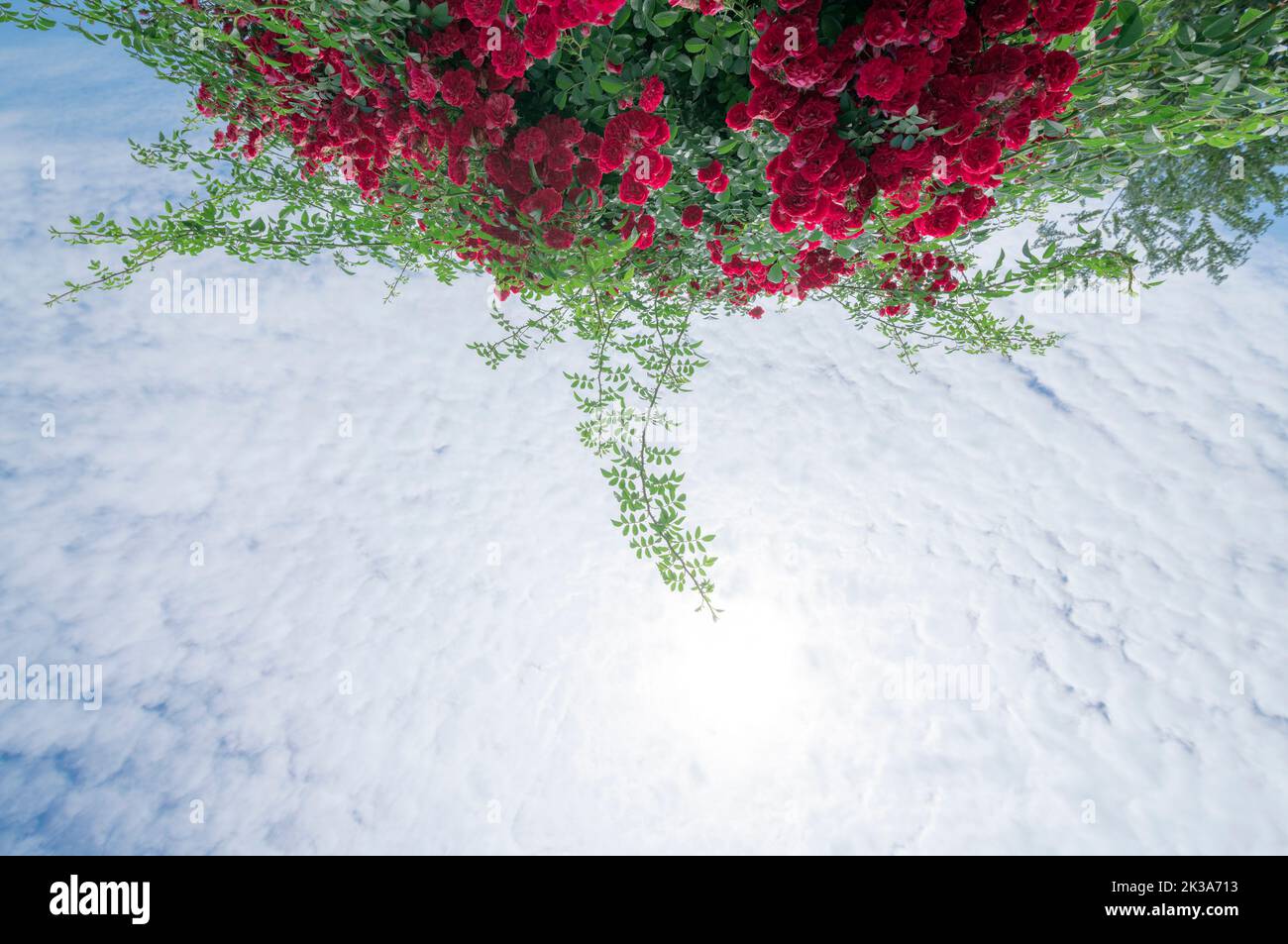 Red Rose Garden of Flower Dance World Scenic Spot in Chengdu, Sichuan ...