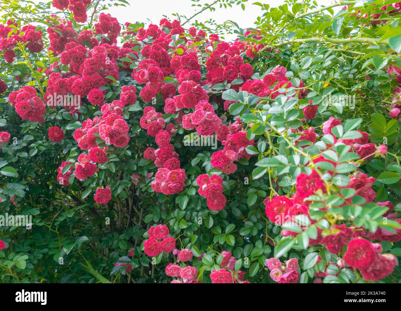 Red Rose Garden of Flower Dance World Scenic Spot in Chengdu, Sichuan ...