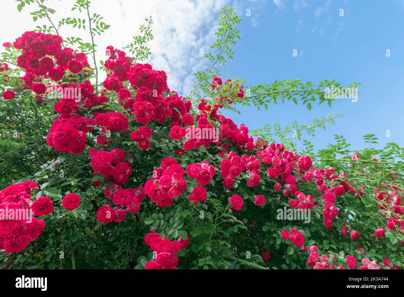 Red Rose Garden of Flower Dance World Scenic Spot in Chengdu, Sichuan ...