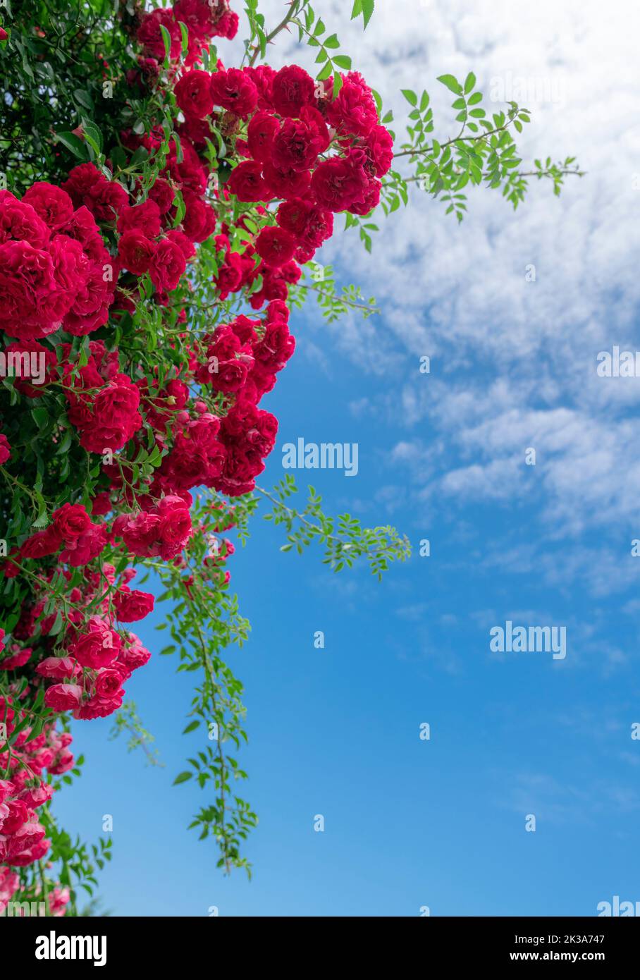 Red Rose Garden of Flower Dance World Scenic Spot in Chengdu, Sichuan ...