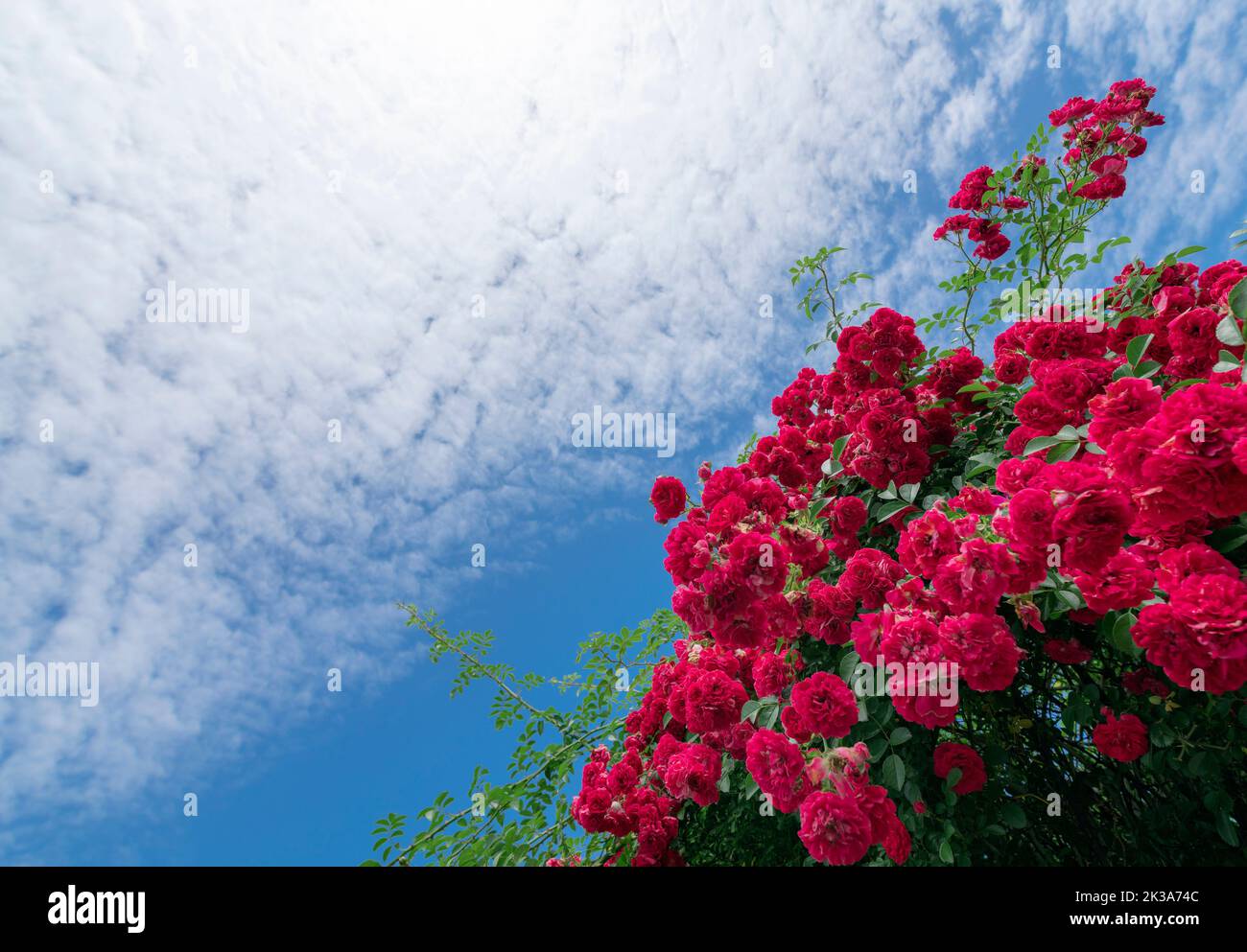 Red Rose Garden of Flower Dance World Scenic Spot in Chengdu, Sichuan ...