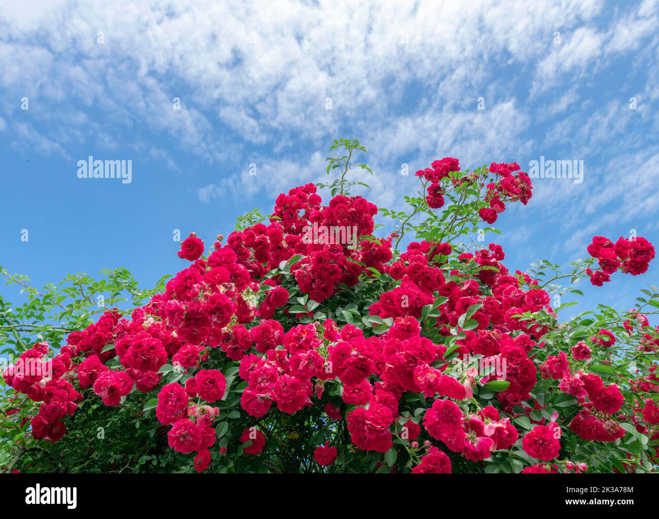 Red Rose Garden of Flower Dance World Scenic Spot in Chengdu, Sichuan ...