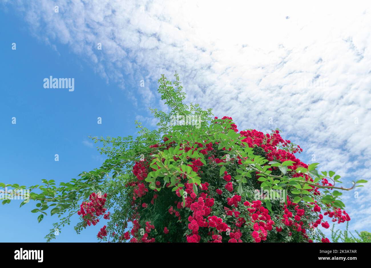 Red Rose Garden of Flower Dance World Scenic Spot in Chengdu, Sichuan ...