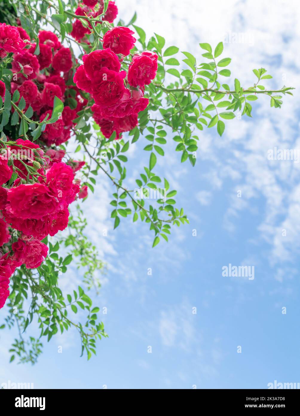 Red Rose Garden of Flower Dance World Scenic Spot in Chengdu, Sichuan ...