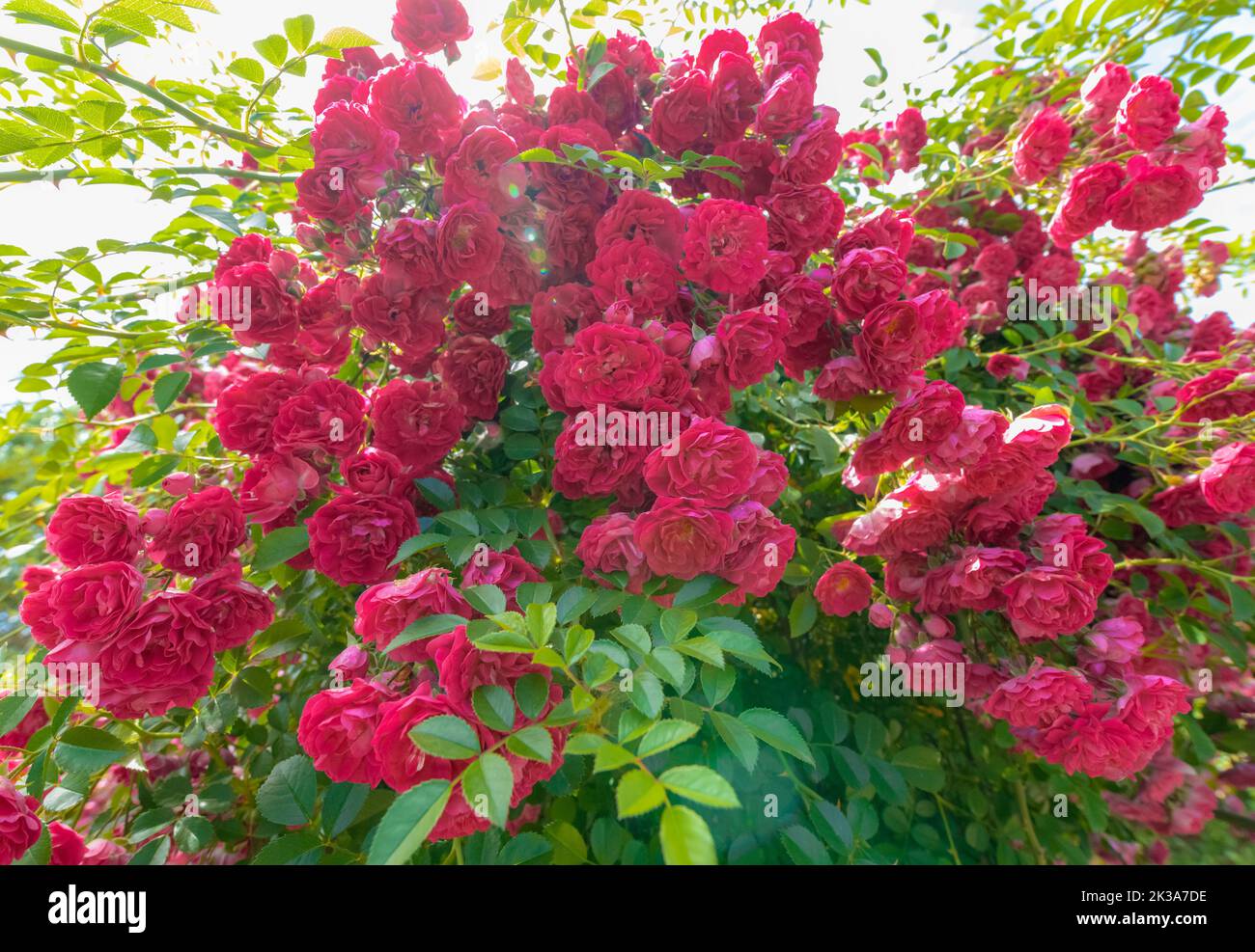Red Rose Garden of Flower Dance World Scenic Spot in Chengdu, Sichuan ...