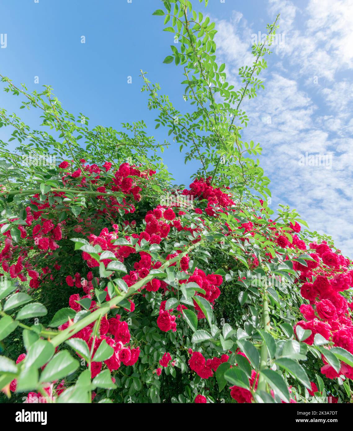 Red Rose Garden of Flower Dance World Scenic Spot in Chengdu, Sichuan ...