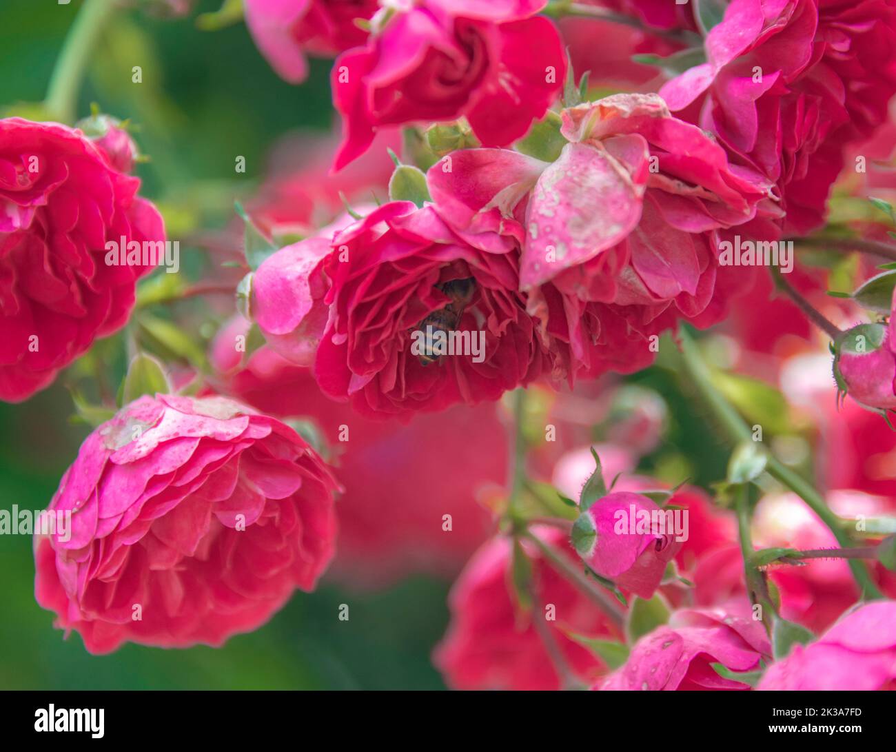Red Rose Garden of Flower Dance World Scenic Spot in Chengdu, Sichuan ...
