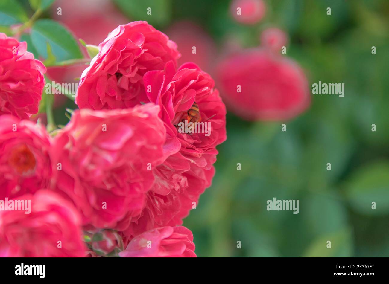 Red Rose Garden of Flower Dance World Scenic Spot in Chengdu, Sichuan ...
