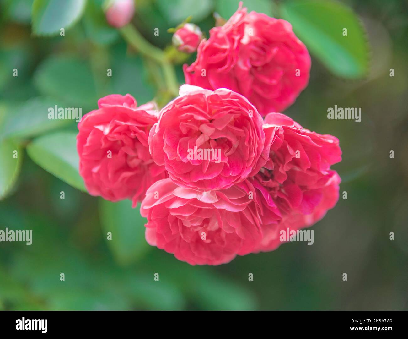 Red Rose Garden of Flower Dance World Scenic Spot in Chengdu, Sichuan ...